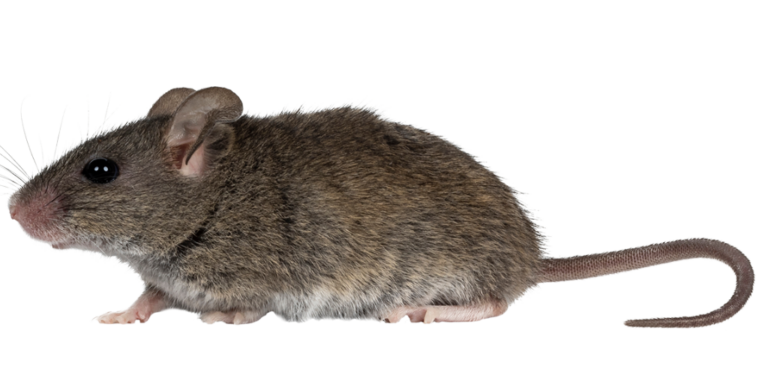 Mäuse fangen, vertreiben und effektiv bekämpfen